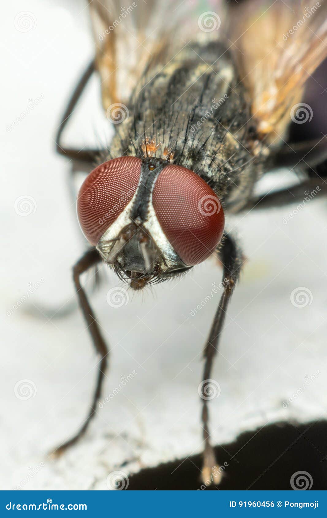 Macro Delle Mosche O Dell'insetto Della Mosca Fotografia Stock ...