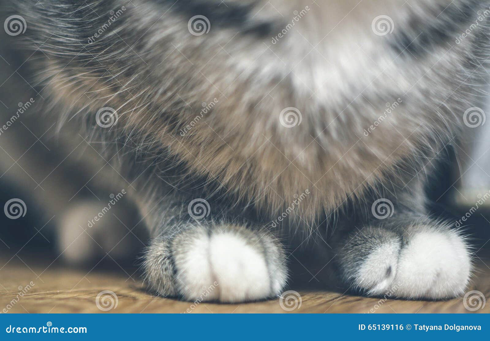 Macro Delle Zampe Del Gatto Fotografia Stock - Immagine di piedino ...