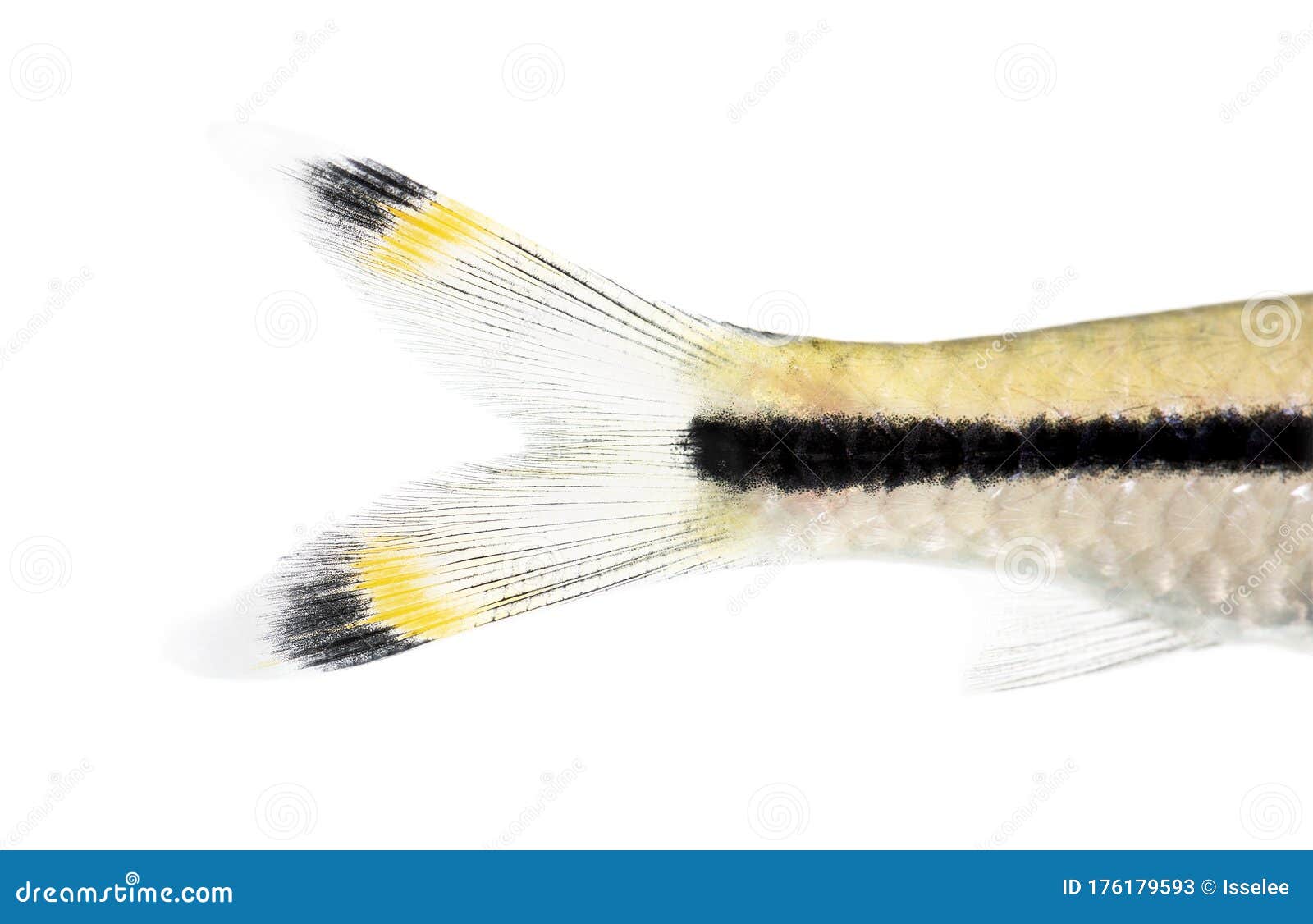 Macro of a Denison Barb Tail, Sahyadria Denisonii, Isolated Stock Image ...