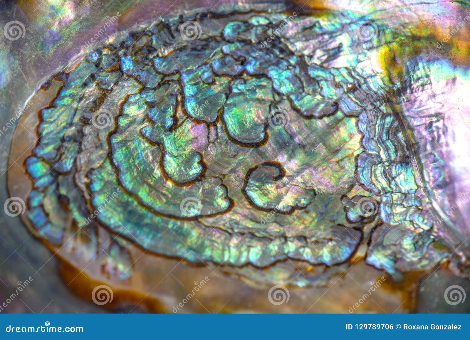 Macro Detail Of Abalone Iridescent Texture Stock Photo - Image of ...