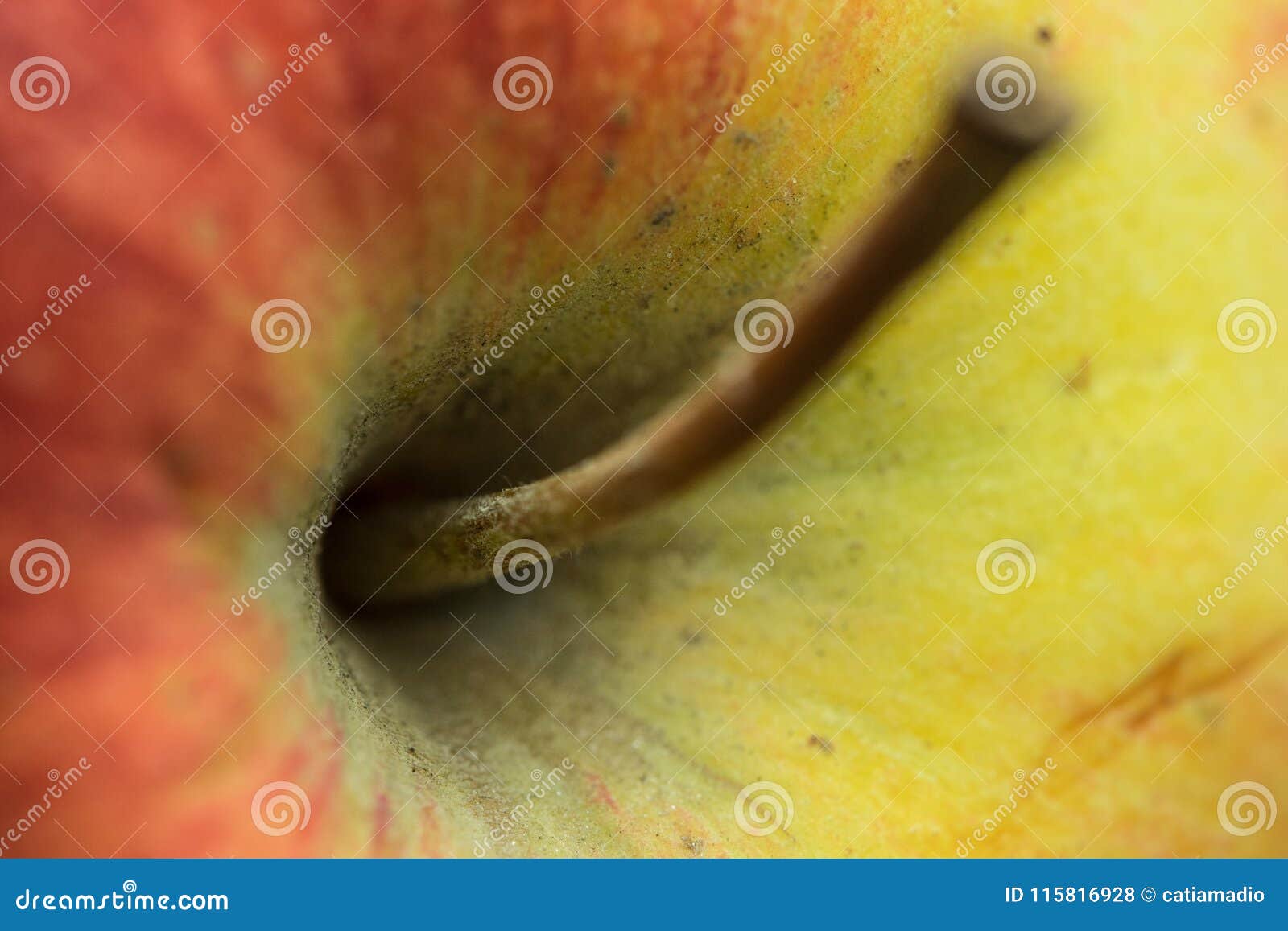 Apple stem macro stock photo. Image of detail, sweet - 115816928