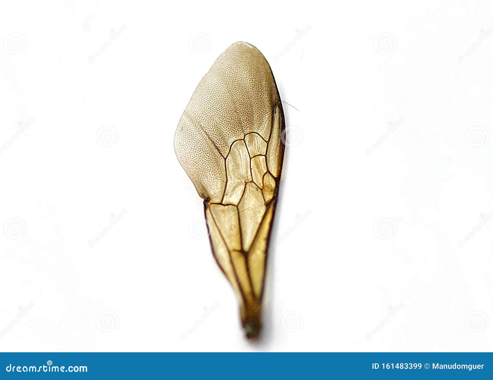 Bee wing detail. stock image. Image of pattern, animal - 161483399