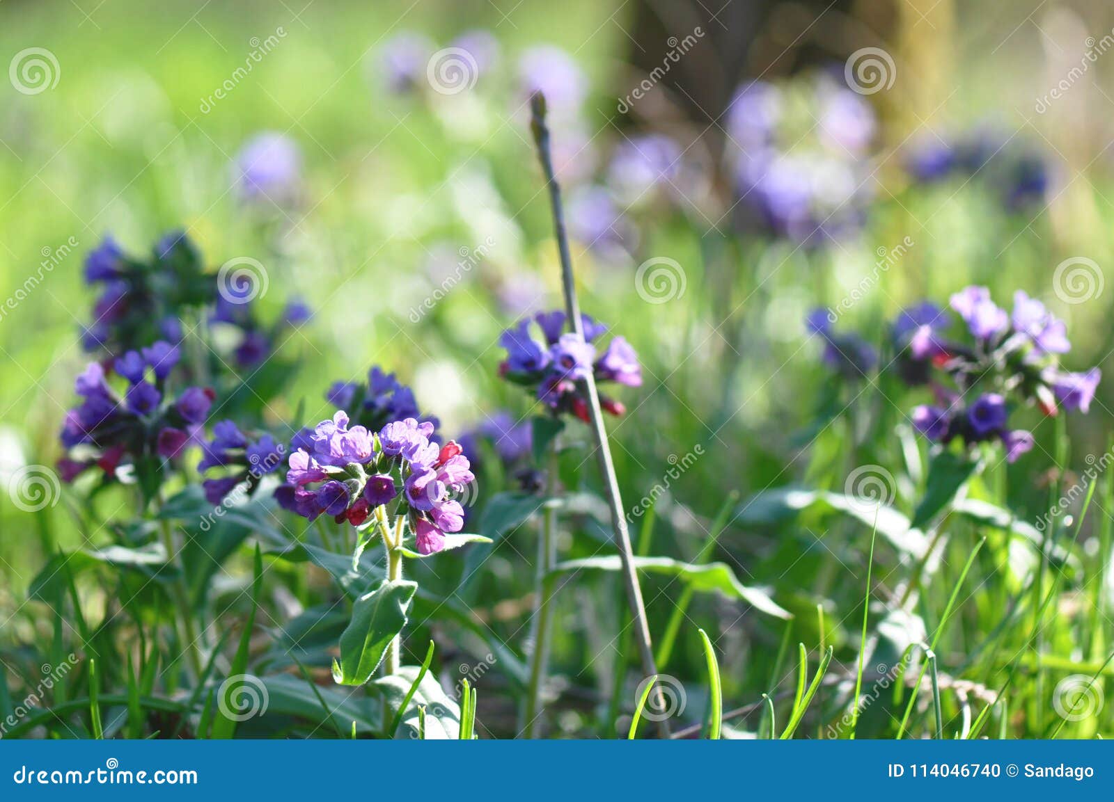 Common bugloss wild flower stock photo. Image of floor - 114046740