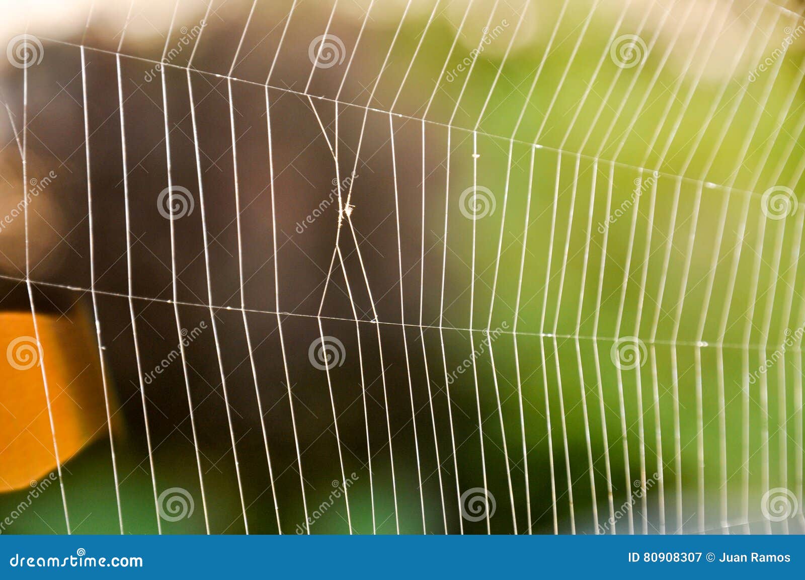 Macro Detail of the Complexity of a Spider Web Stock Image - Image of ...