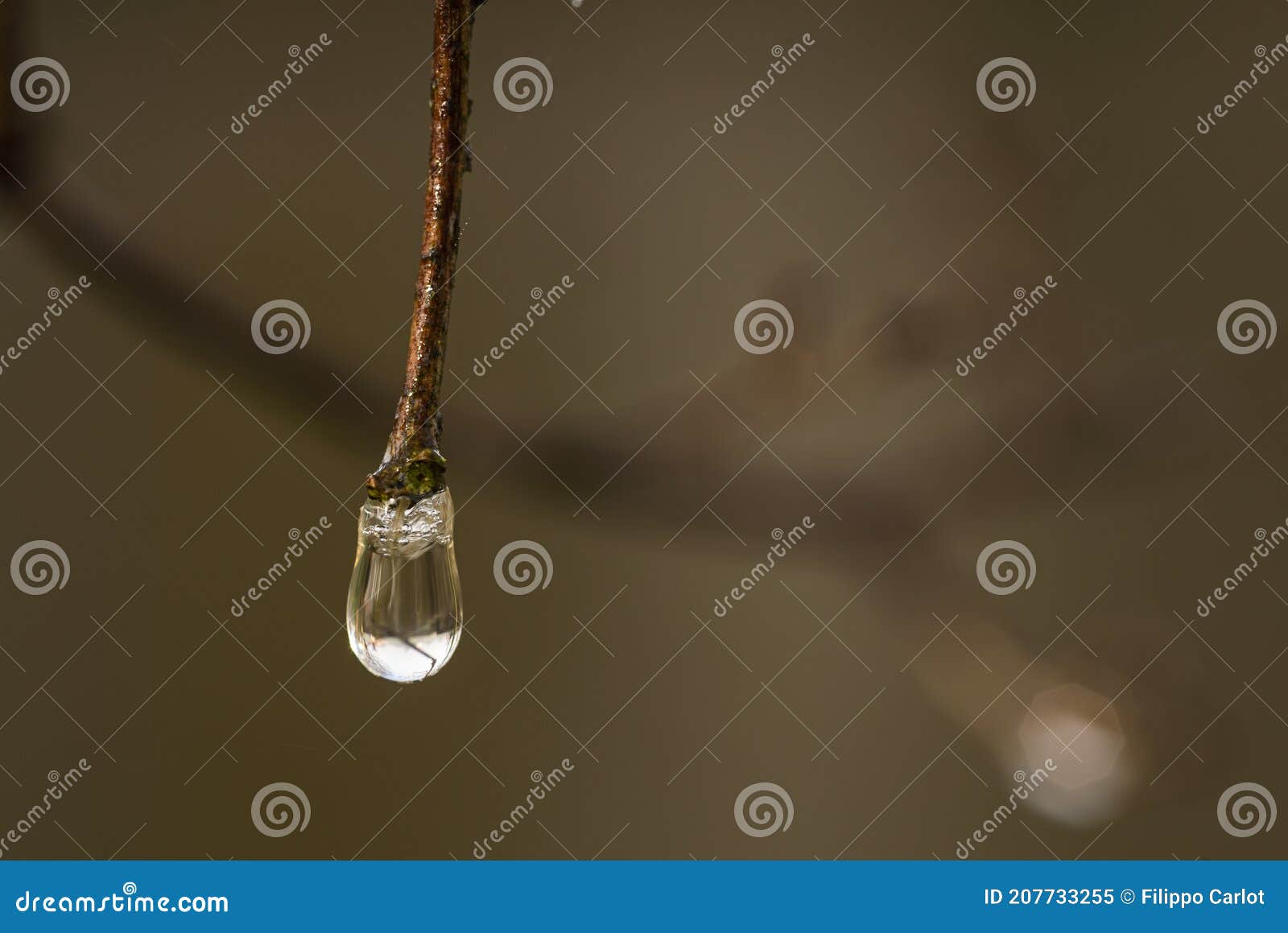 Macro detail dew drop 2 stock image. Image of floral - 207733255