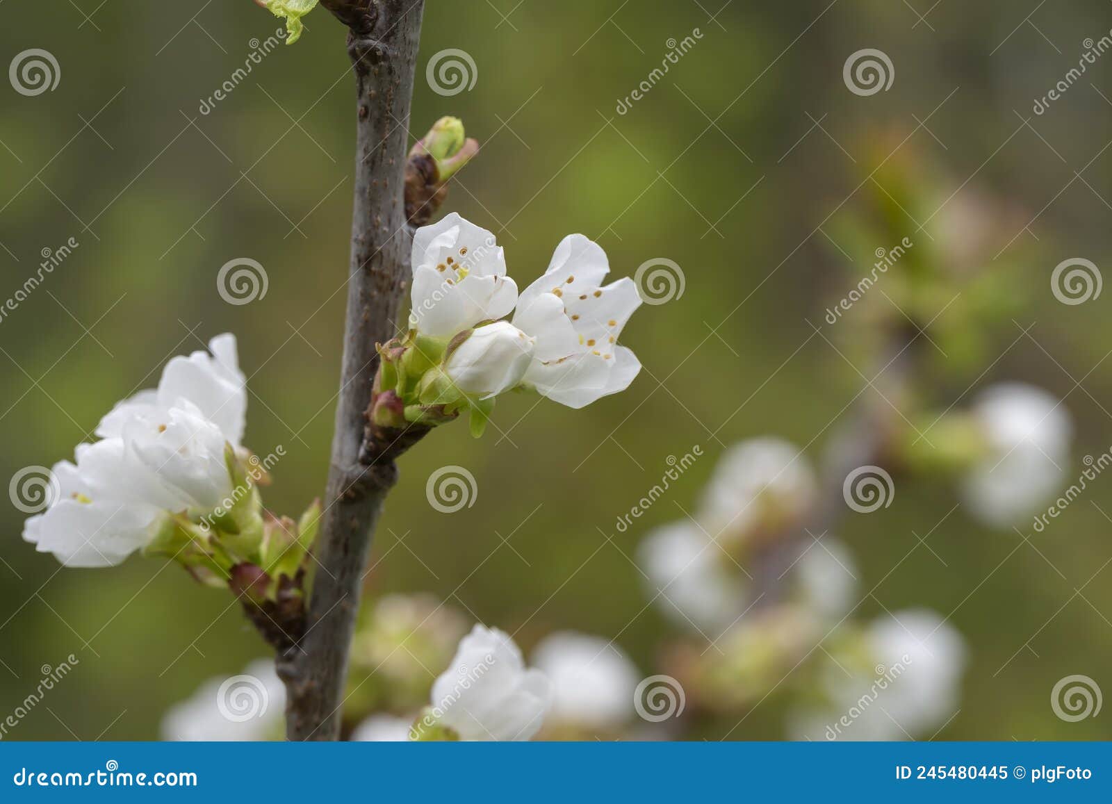 A Macro Detail of the Flowers of a Cherry Tree in Spring Stock Image ...