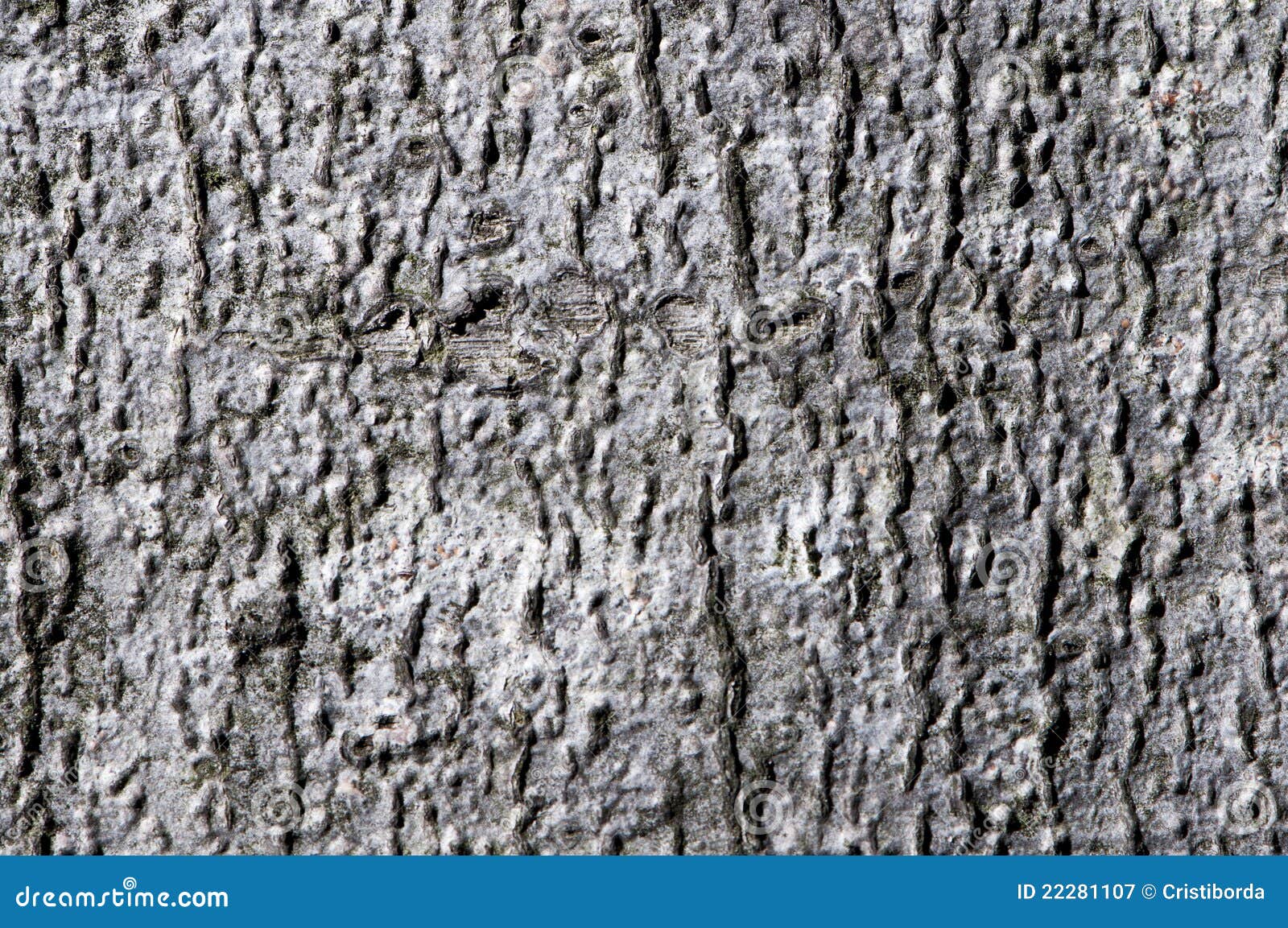 Macro Detail of a Forest Tree Bark Stock Image - Image of rustic ...