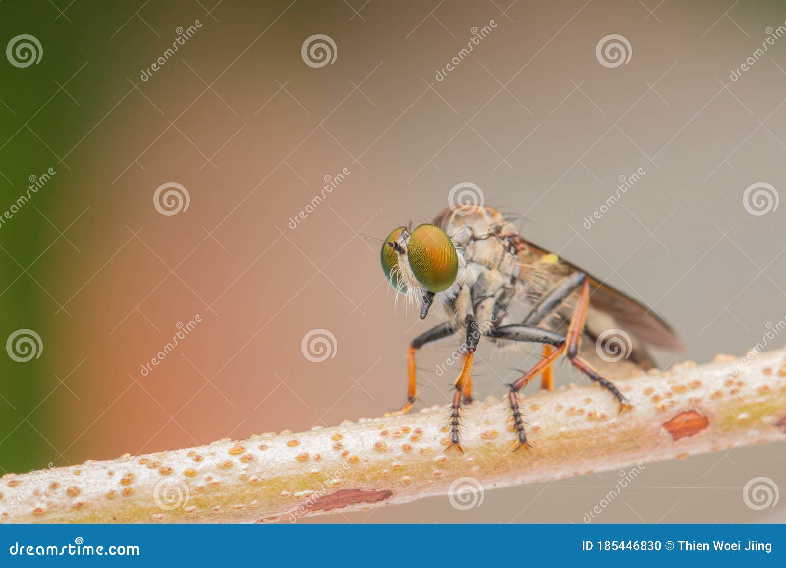 Macro Detail Image of a Beautiful Robber Fly Hanging on Branches Stock ...