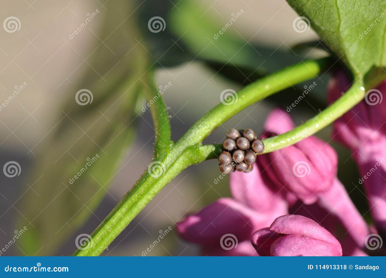 Insect eggs stock photo. Image of eggs, animal, closeup - 114913318