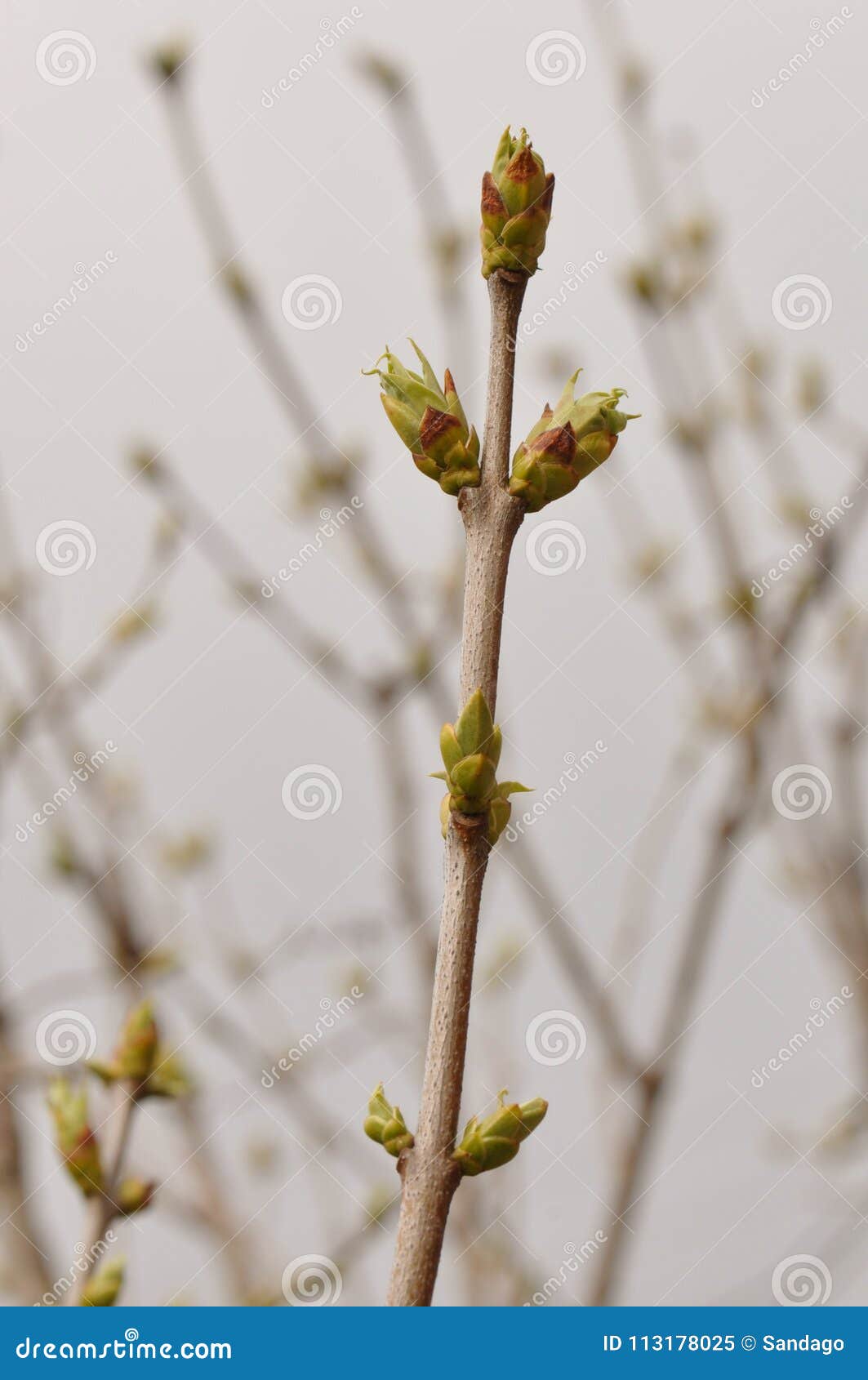 Lilac buds stock image. Image of garden, green, global - 113178025