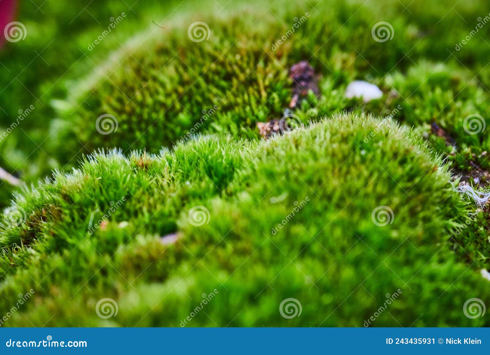 Detail Of Moss Leaf (Plagiomnium Affine) Royalty-Free Stock Photography ... Detail Of Moss Leaf (Plagiomnium Affine) Royalty-Free Stock Photography ...