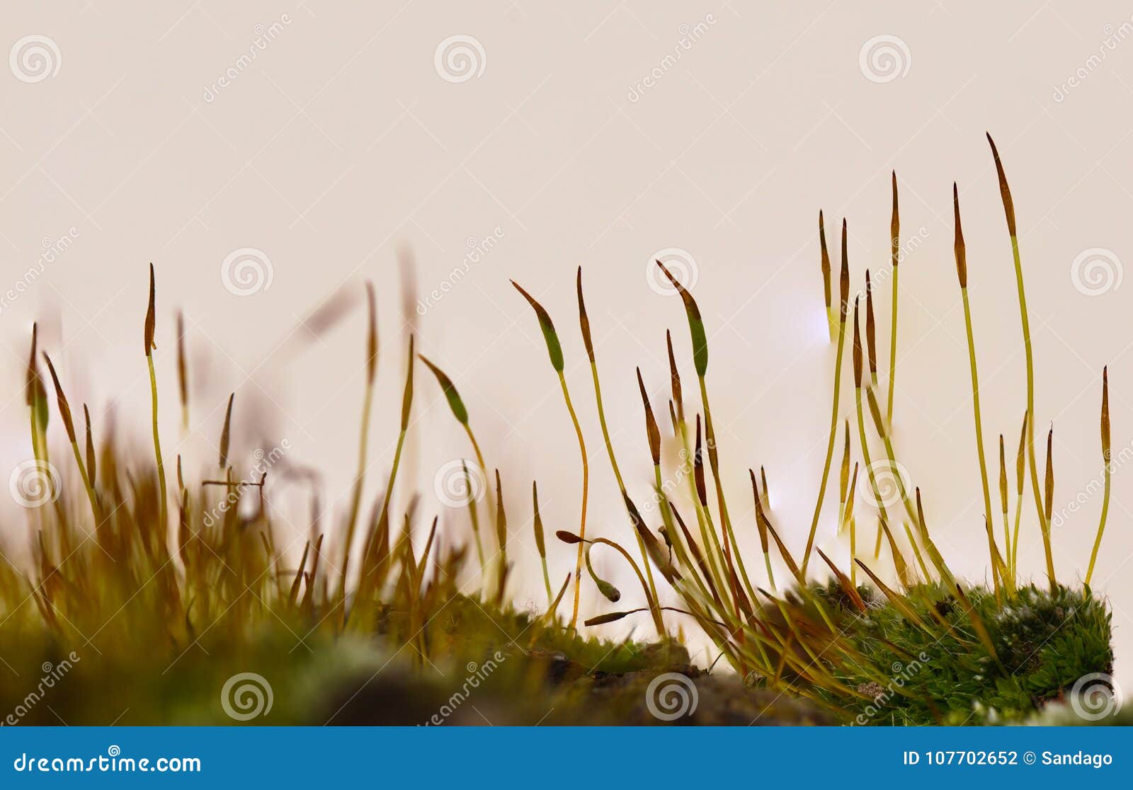 Detail Of Moss Leaf (Plagiomnium Affine) Royalty-Free Stock Photography ... Detail Of Moss Leaf (Plagiomnium Affine) Royalty-Free Stock Photography ...