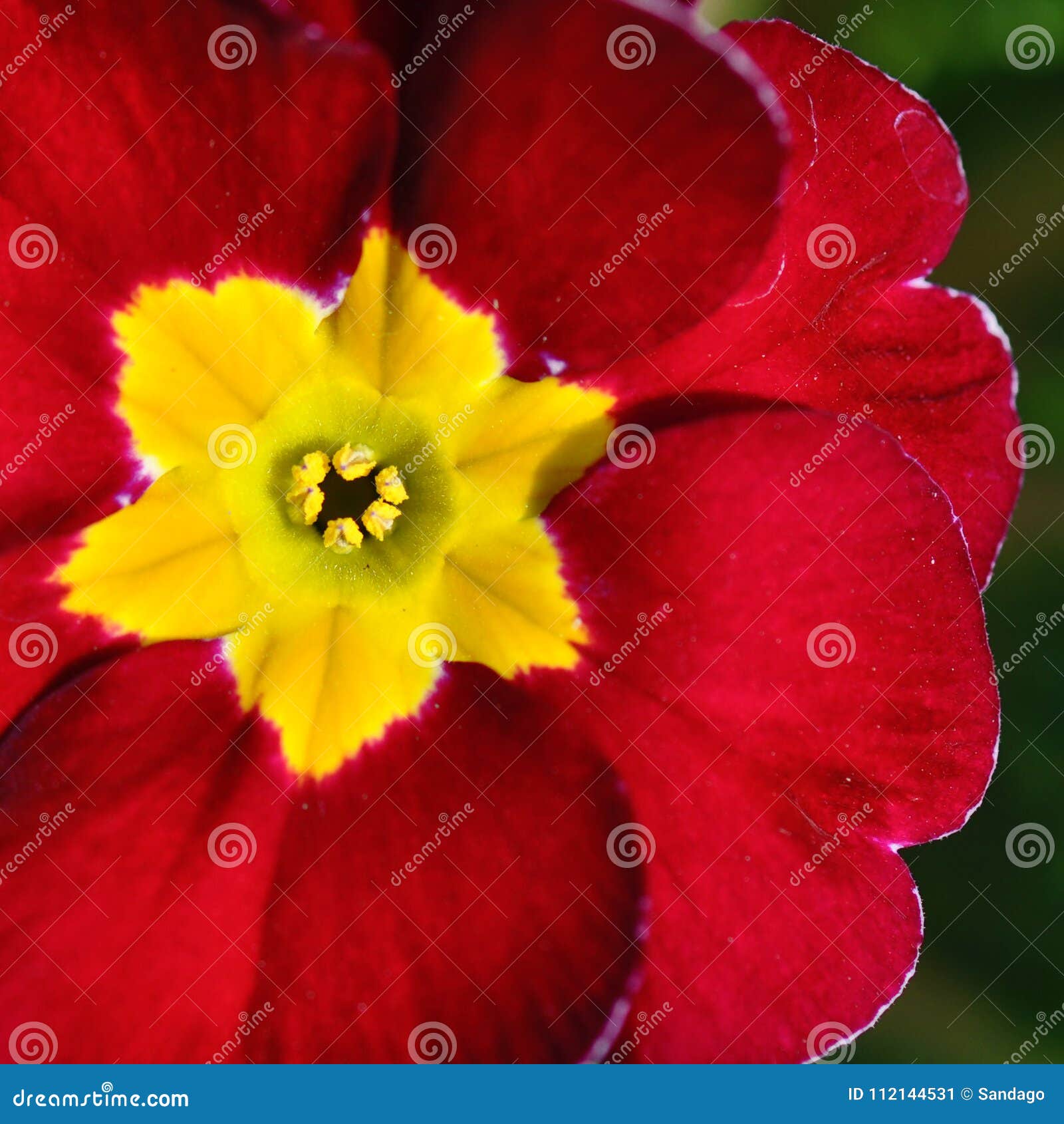 Primula flower stock image. Image of leaves, grow, horticulture - 112144531