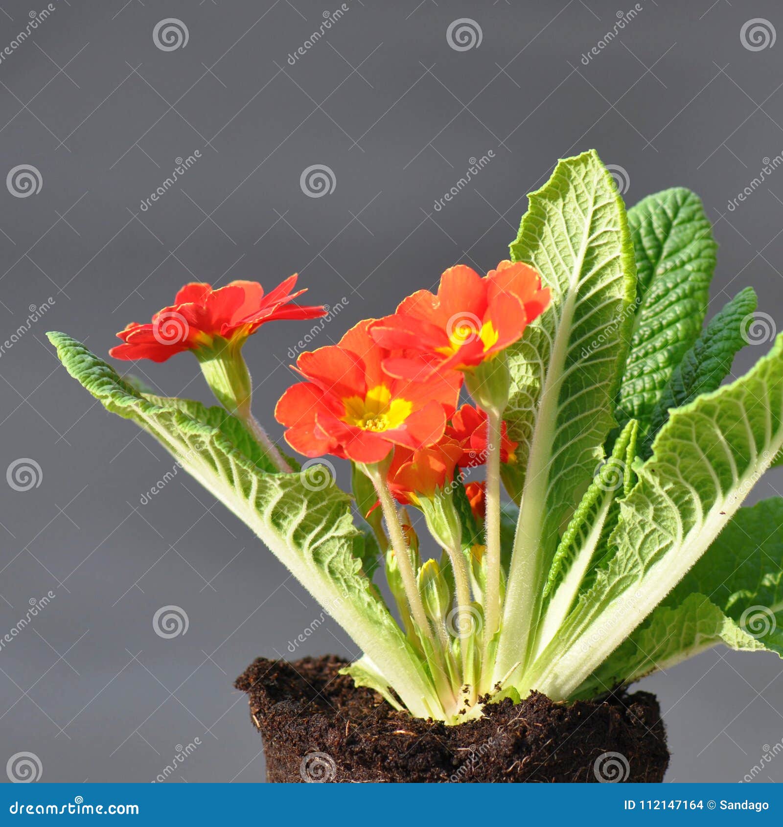 Primula flower stock photo. Image of botanic, horticulture - 112147164