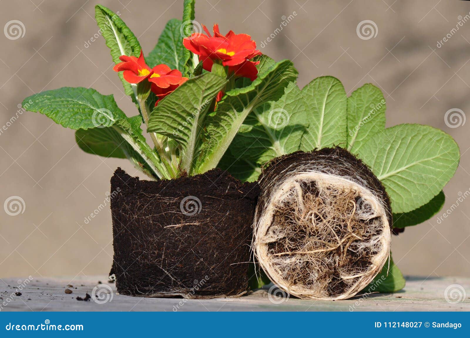 Primula flower with roots stock image. Image of green - 112148027