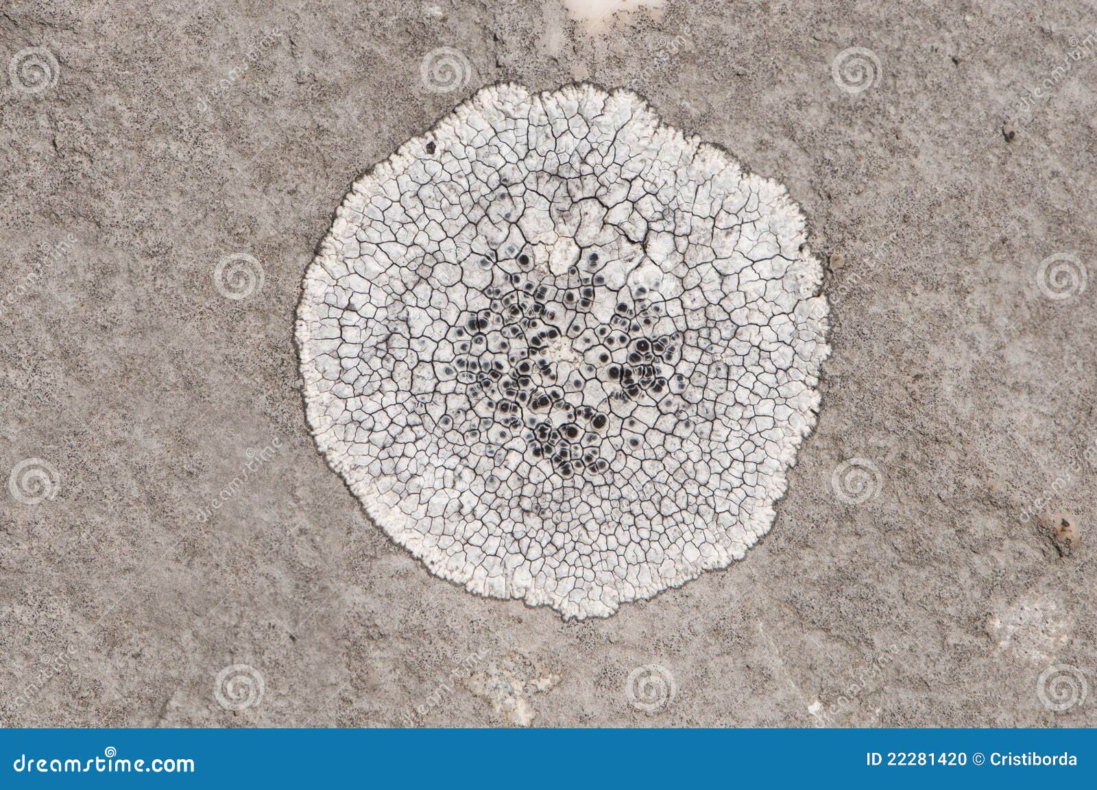 Macro Detail of Round White Moss Colony Stock Photo - Image of close ...