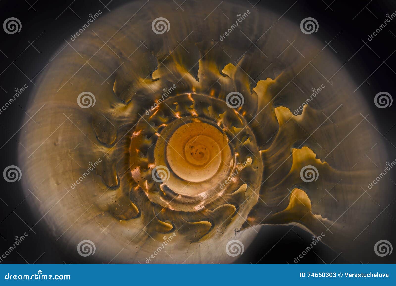 Macro Detail of a Sea Shell Stock Image - Image of mussels, large: 74650303