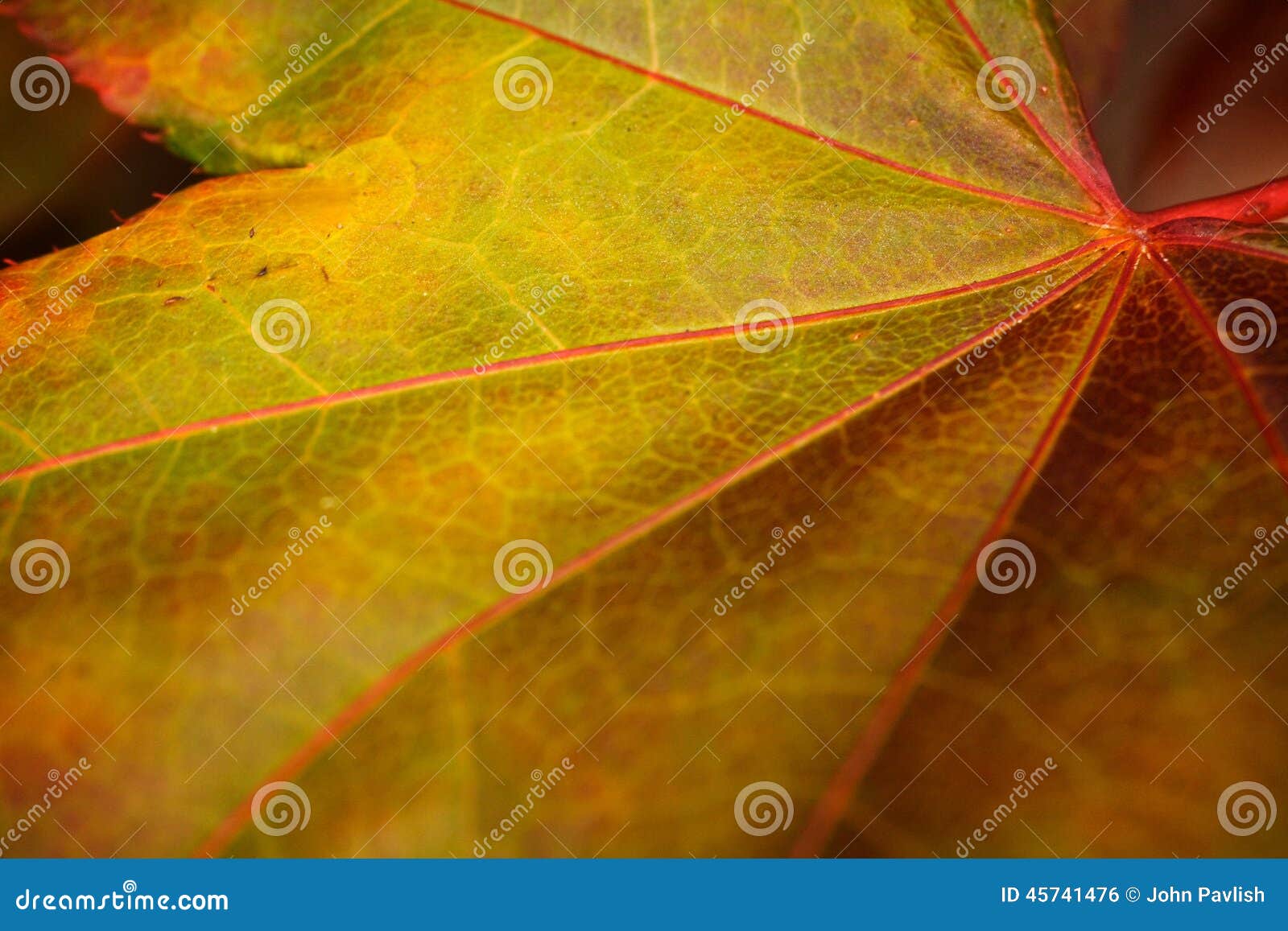 Macro Detail of a Single Fall Autumn Maple Leaf Stock Photo - Image of ...