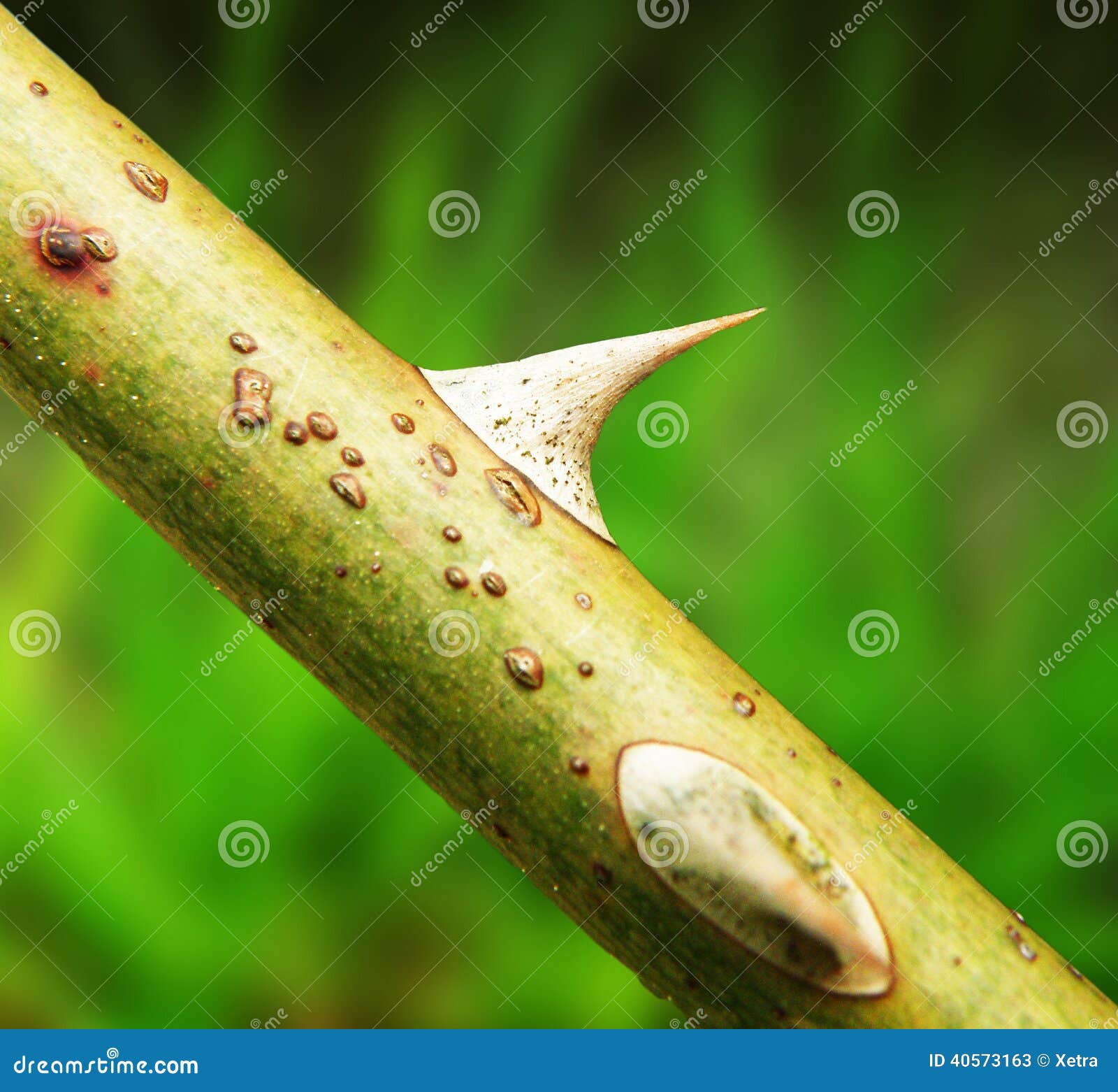 Macro detail of thorn stock image. Image of background - 40573163