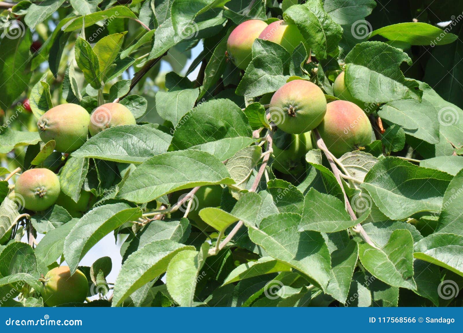 Unripe fruit apple stock photo. Image of field, food - 117568566