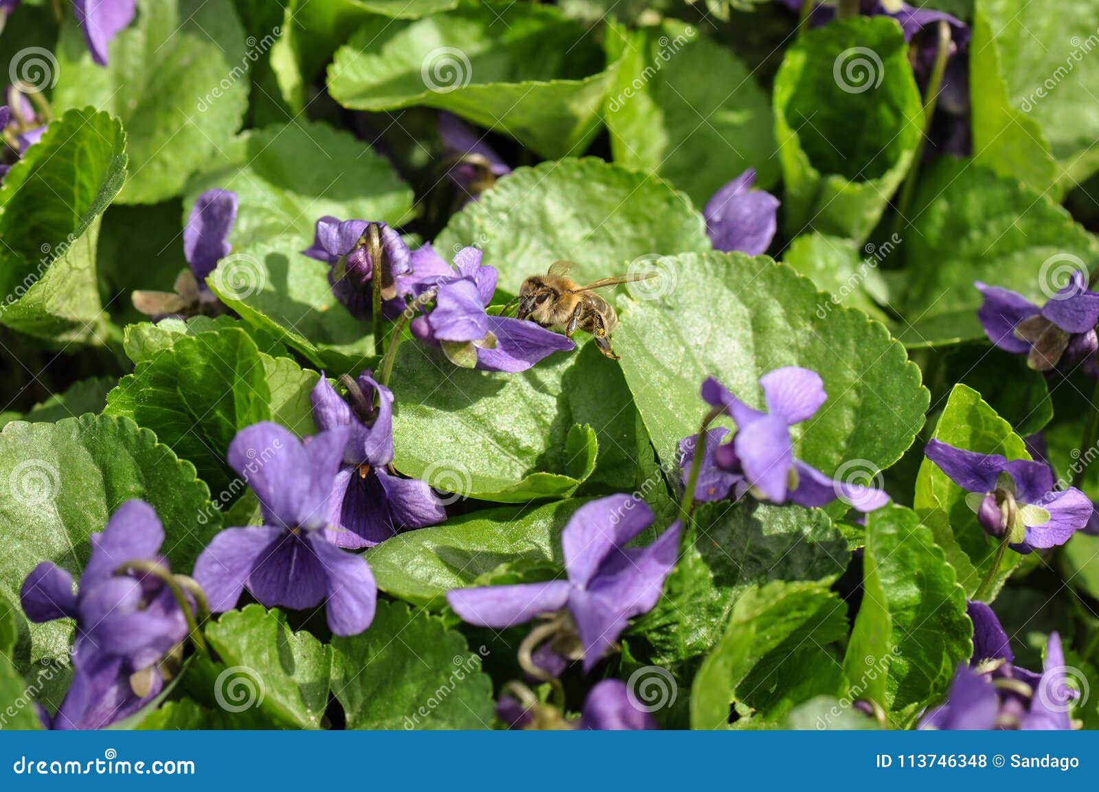 Violets with bee stock photo. Image of cotswold, flora - 113746348