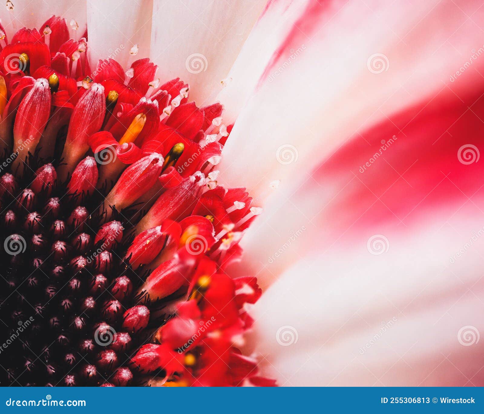 Macro Detailed Zoom on a Red Gerbera Daisy Stock Image - Image of ...