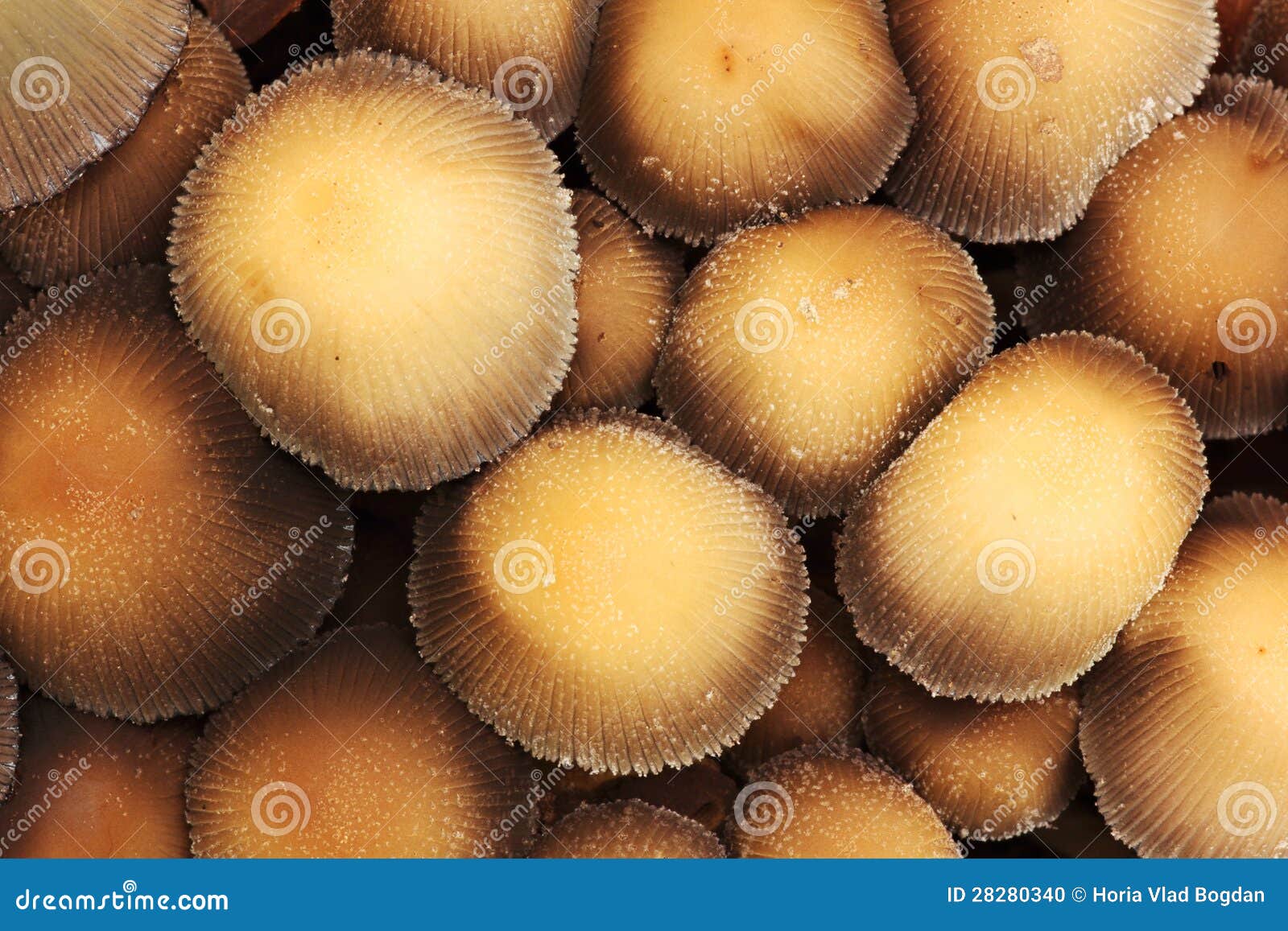 Macro and Details of Small Round Mushrooms Stock Photo - Image of ...
