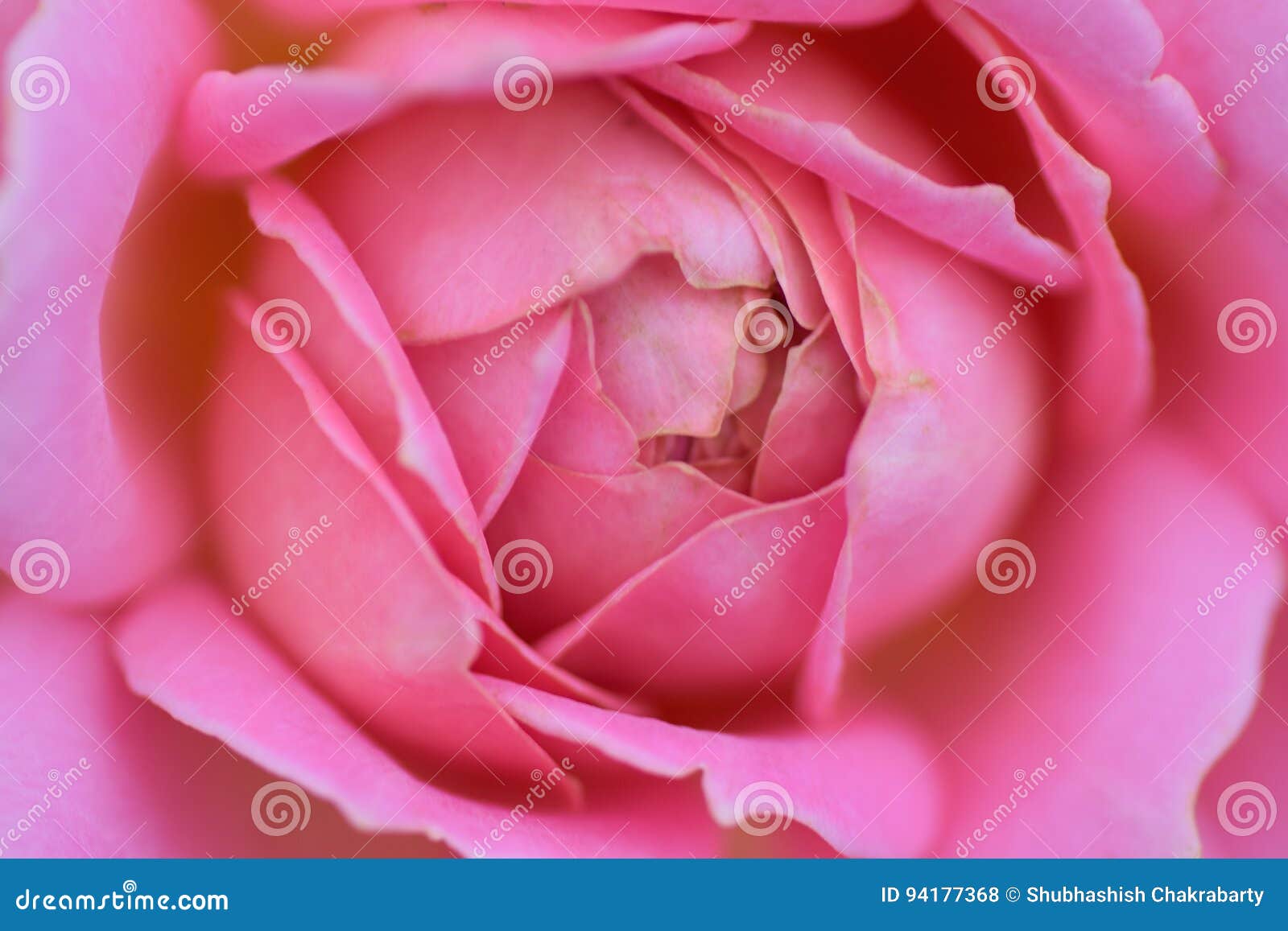 Macro Details of Vibrant Pink Colored Rose in Horizontal Frame Stock ...