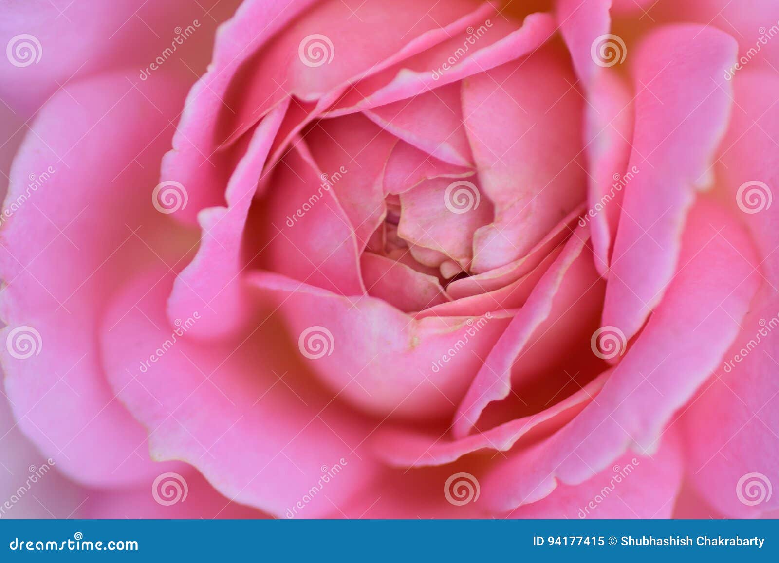 Macro Details of Vibrant Pink Colored Rose in Horizontal Frame Stock ...