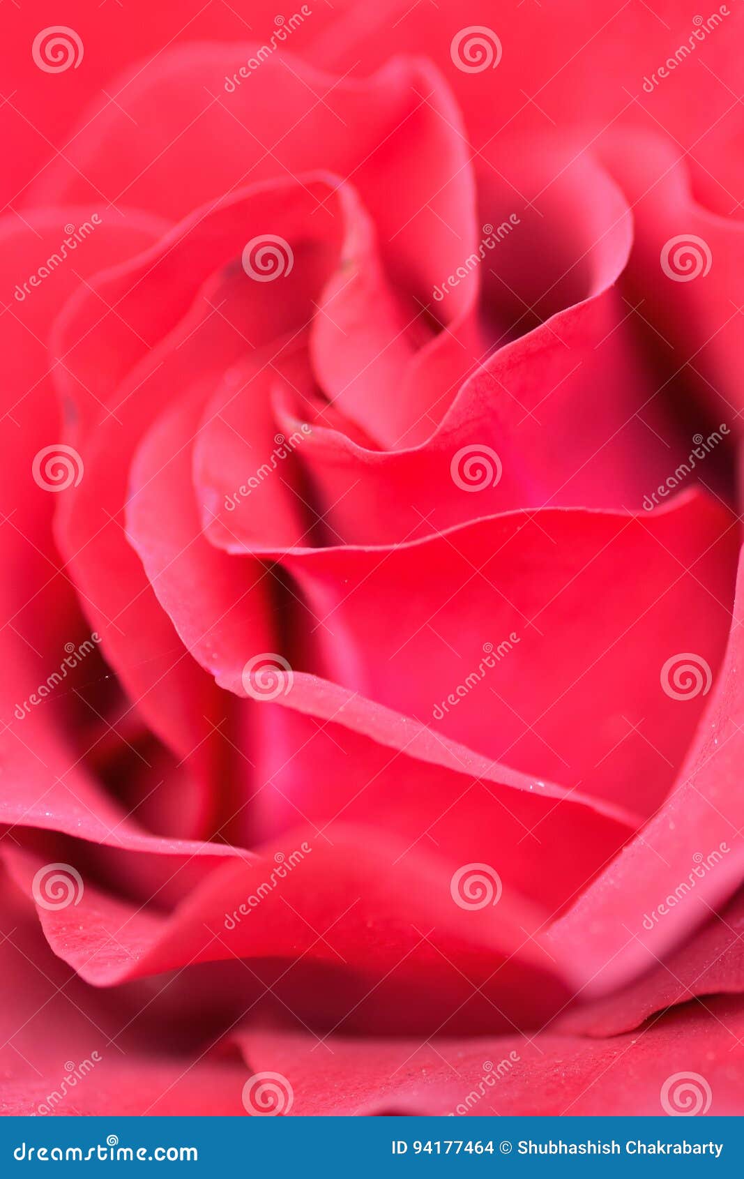 Macro Details of Vibrant Red Rose in Vertical Frame Stock Photo - Image ...