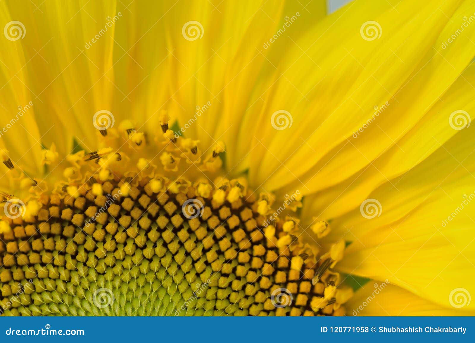 Macro Details of Yellow Sunflower in Nature Stock Photo - Image of ...