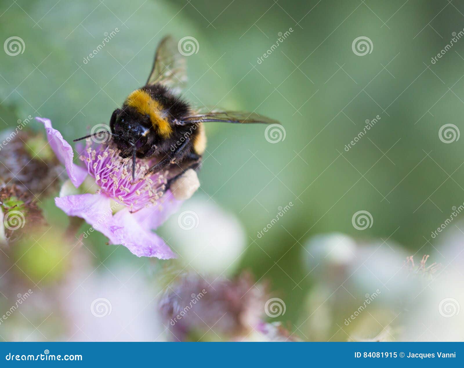 Macro Di Un Insetto: Bombus Terrestris Immagine Stock - Immagine di ...