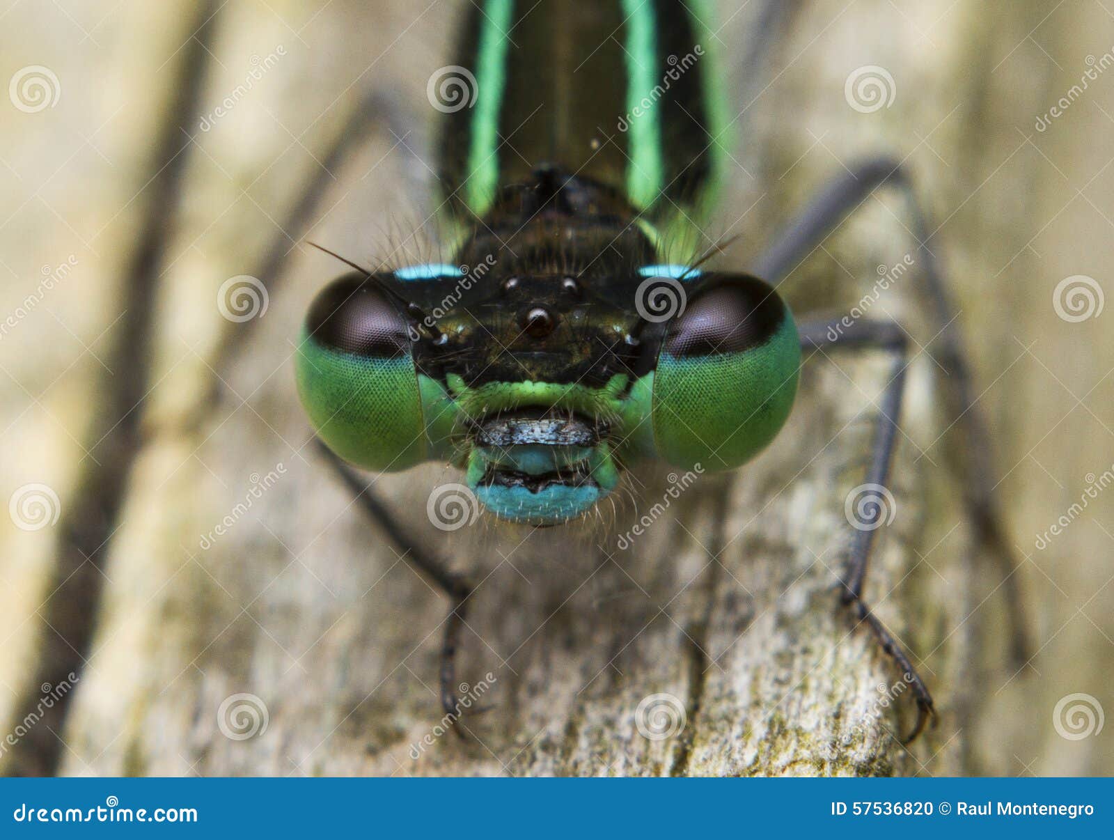 Macro di una libellula fotografia stock. Immagine di insetto - 57536820