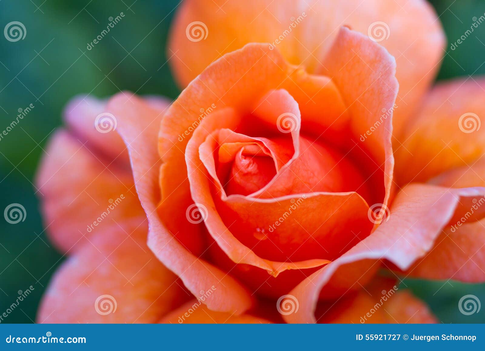Macro di una rosa arancio immagine stock. Immagine di macro - 55921727