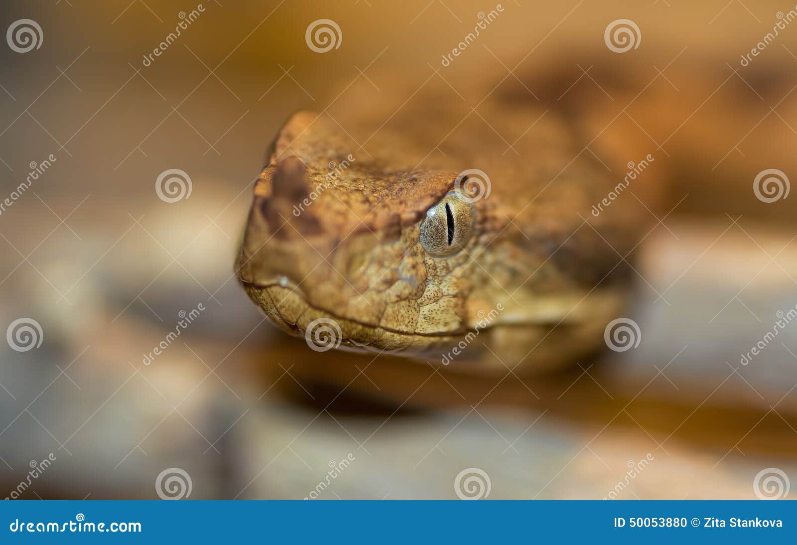 Macro Di Una Testa Del Serpente Fotografia Stock - Immagine di natura ...