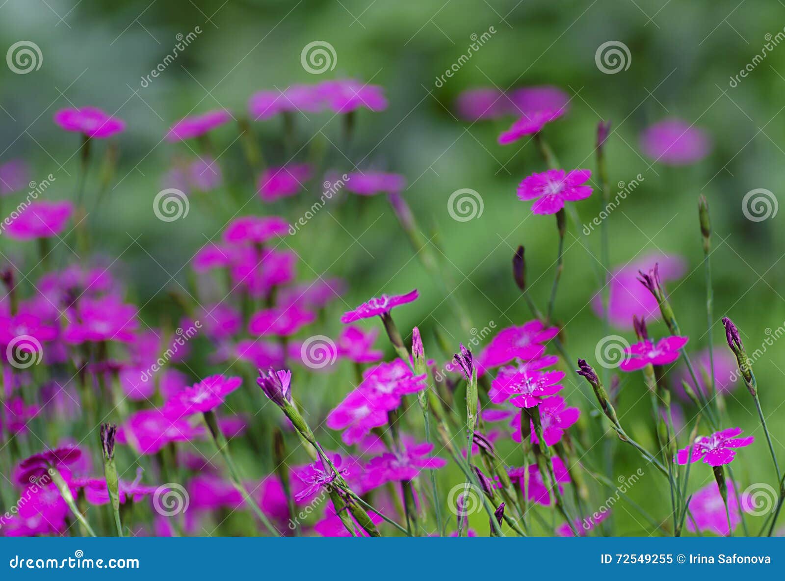 Macro Dianthus deltoides stock image. Image of dianthus - 72549255