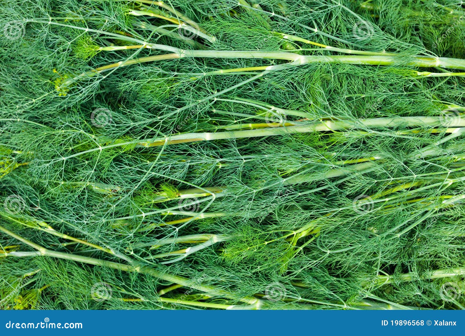 Macro of dill outdoor stock photo. Image of grass, branch - 19896568