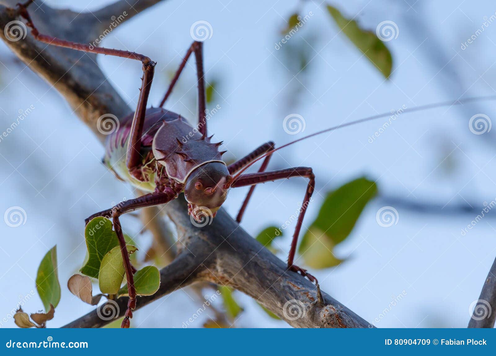 Macro Do Close Up De Inseto Blindado Do Grilo Em Angola Imagem de Stock ...