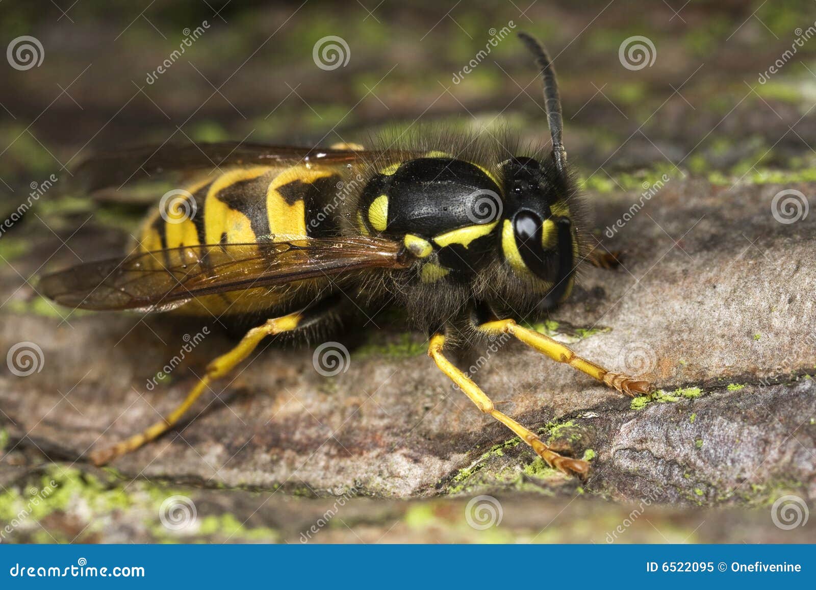Macro Do Close Up Do Inseto Da Vespa Imagem de Stock - Imagem de jardim ...