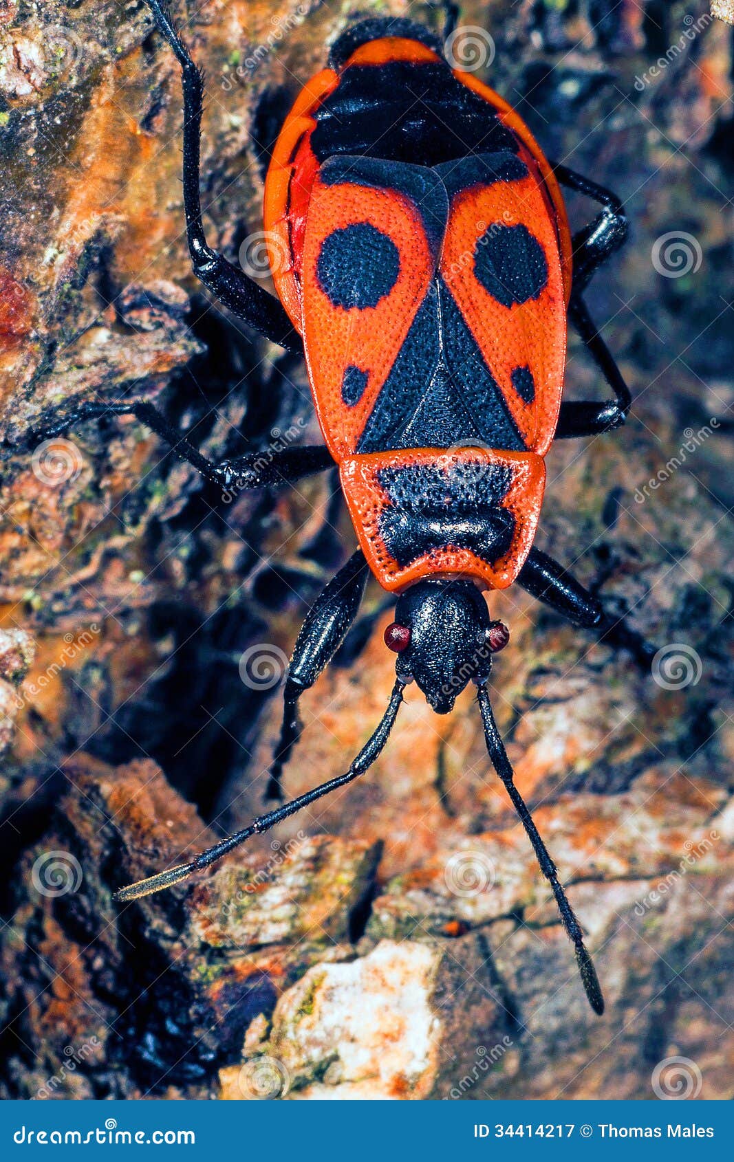 Macro do Firebug imagem de stock. Imagem de preto, fundo - 34414217