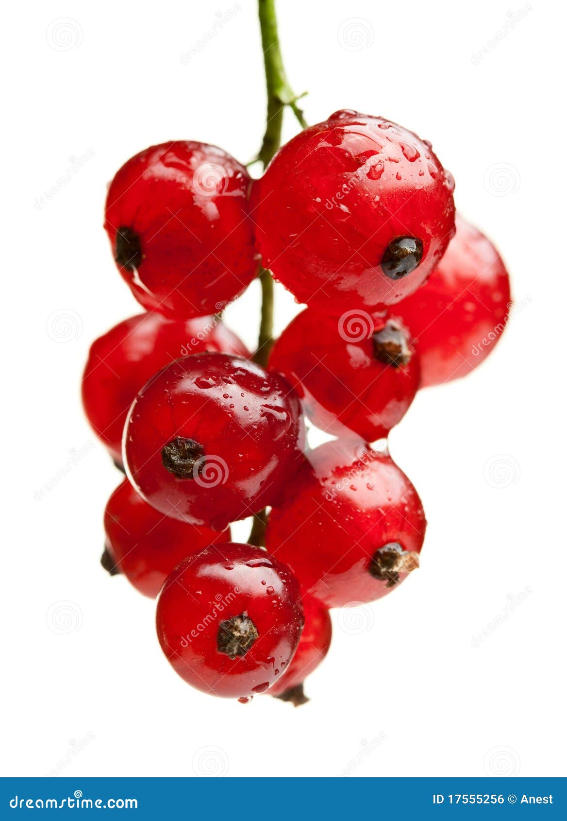 Macro Do Grupo Da Passa De Corinto Vermelha Foto de Stock - Imagem de ...