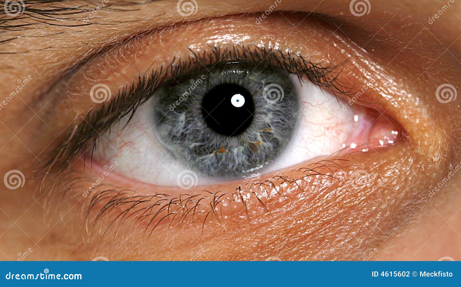 Macro do olho foto de stock. Imagem de olho, refleta, observar - 4615602