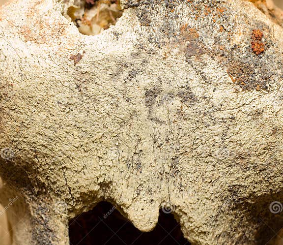 Macro Do Osso Do Urso Polar Foto de Stock - Imagem de urso, textura ...