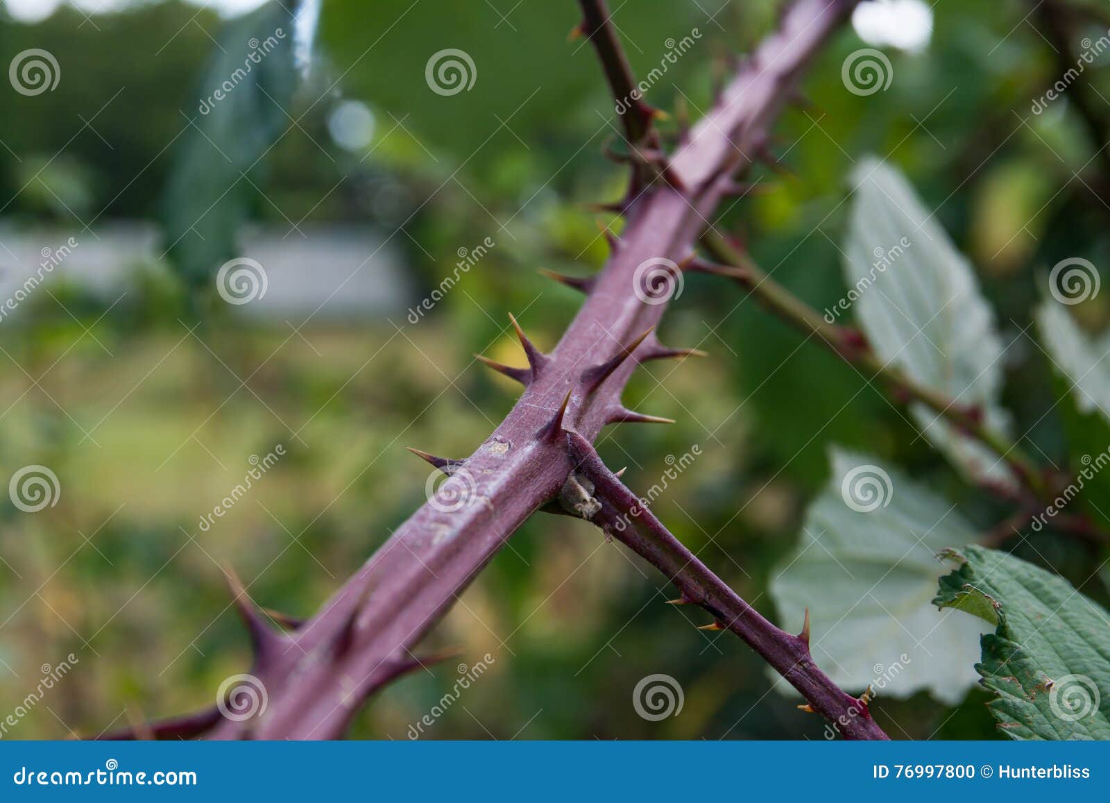 Macro Do Sharp Do Perigo De Thorn Plant Vine Stem Purple Foto de Stock ...