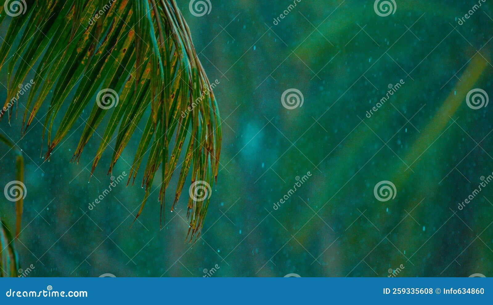 MACRO, DOF: Drops of Water Fall on the Green Palm Tree Leaves during ... MACRO, DOF: Drops of Water Fall on the Green Palm Tree Leaves during ...
