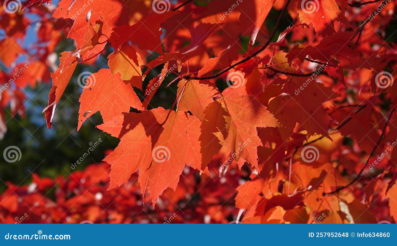 MACRO, DOF: Vibrant Red Tree Leaves are Illuminated by the Bright Fall ... MACRO, DOF: Vibrant Red Tree Leaves are Illuminated by the Bright Fall ...