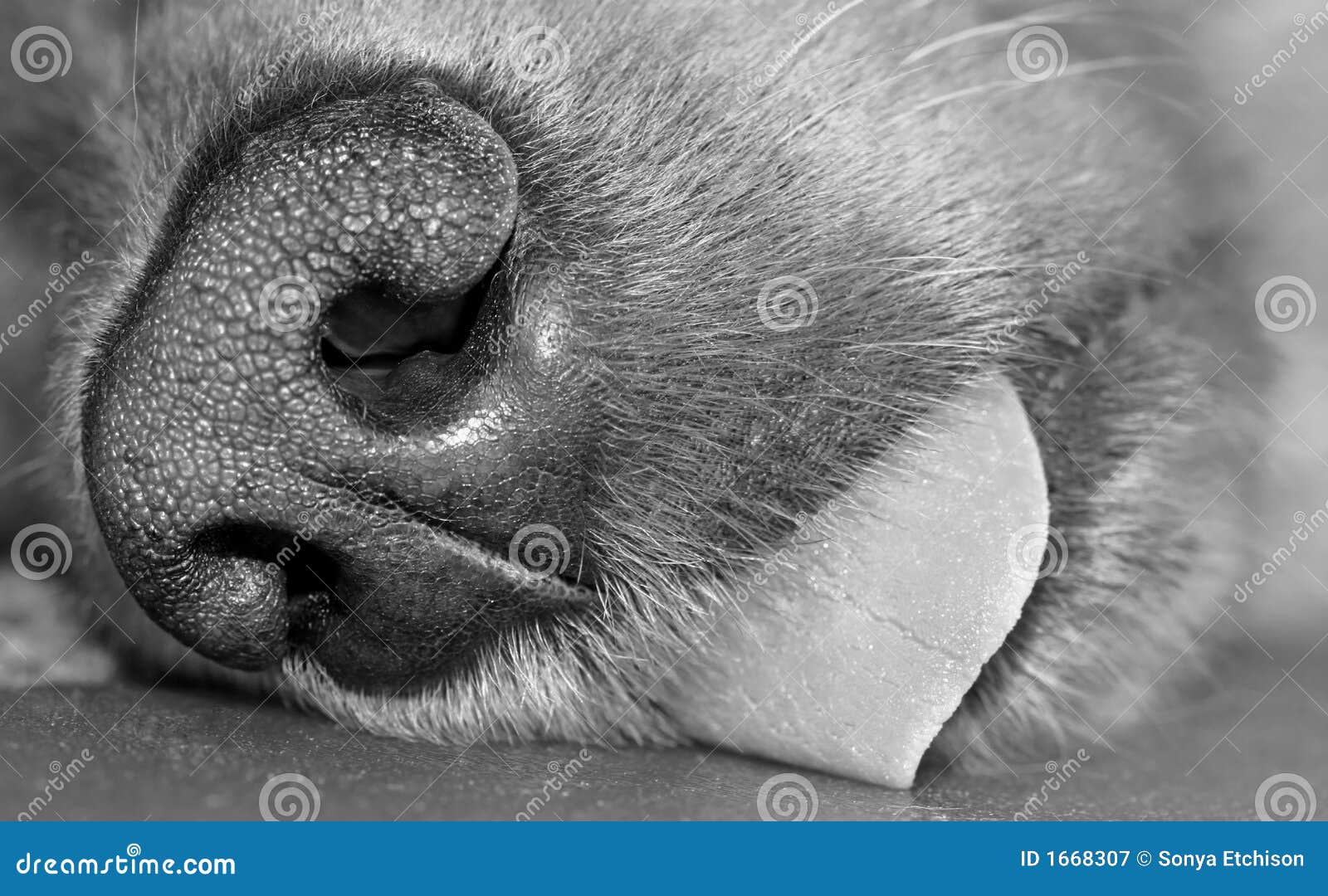 Macro of Dog stock image. Image of mouth, noses, retriever - 1668307