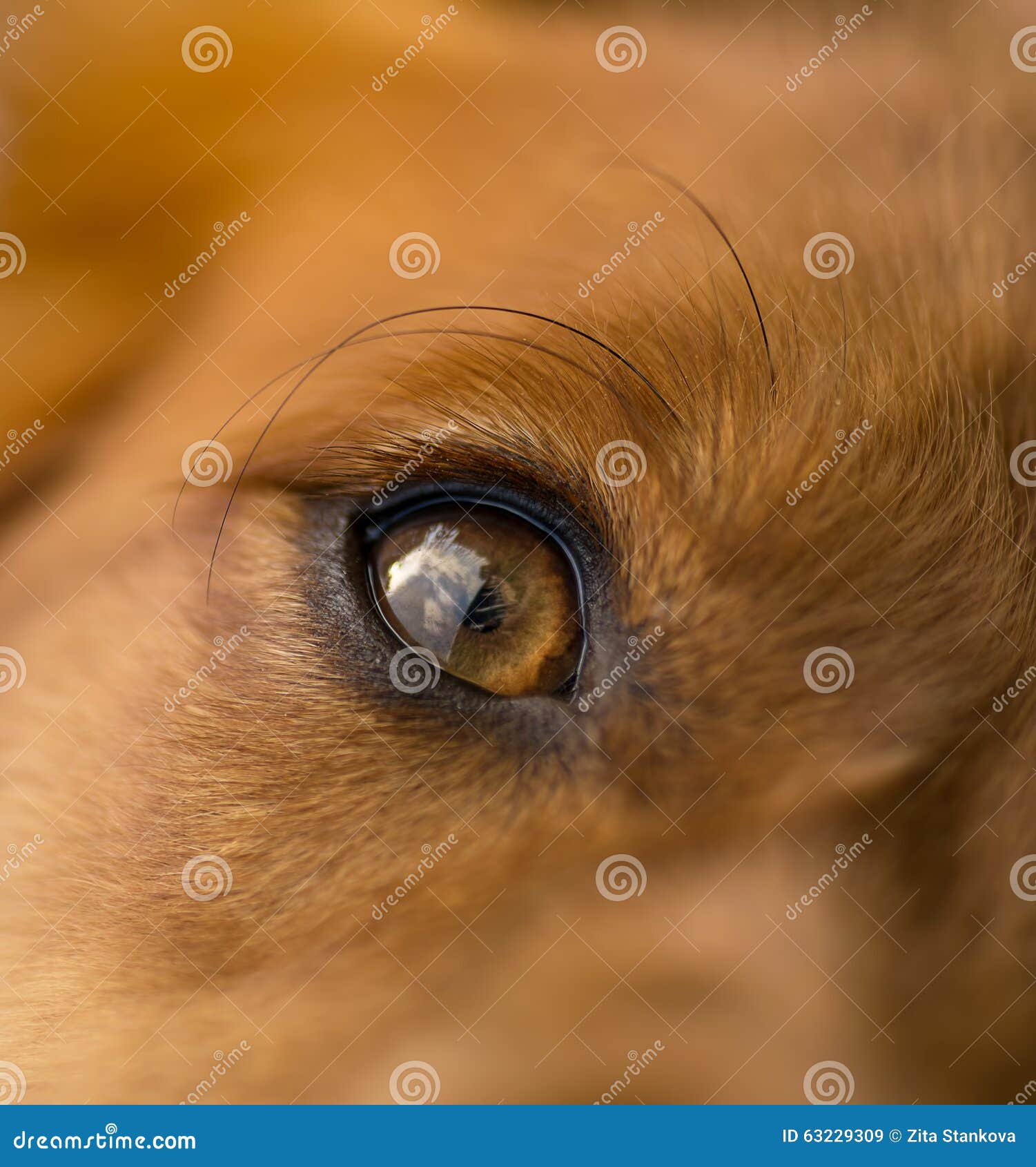 Macro dog eye stock image. Image of light, furry, sight - 63229309