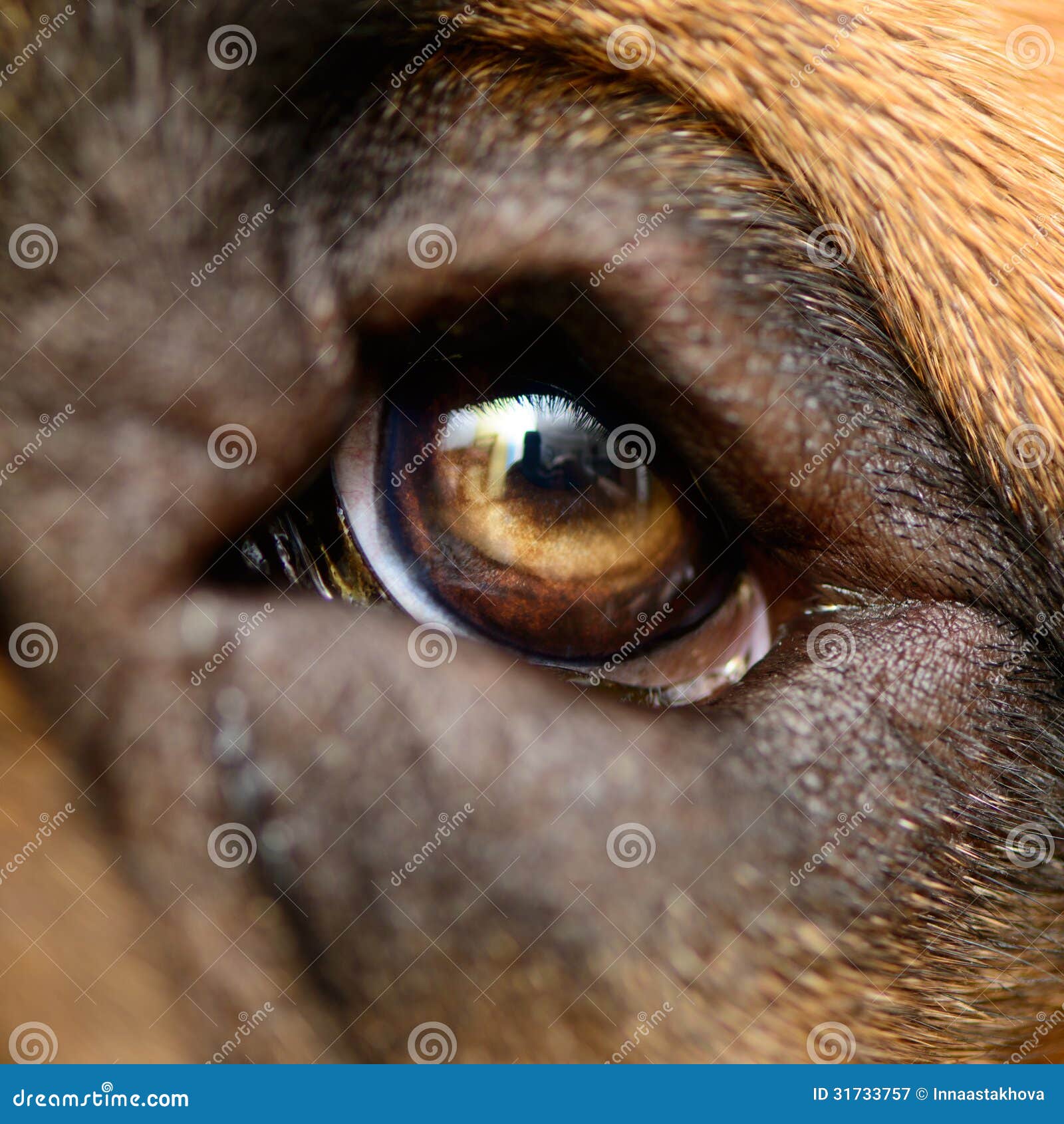 Macro dog eyes stock image. Image of mini, protection - 31733757