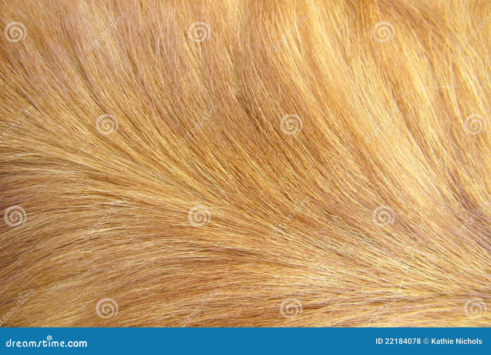 Macro Dog Hair 1 stock photo. Image of macro, fluffy - 22184078